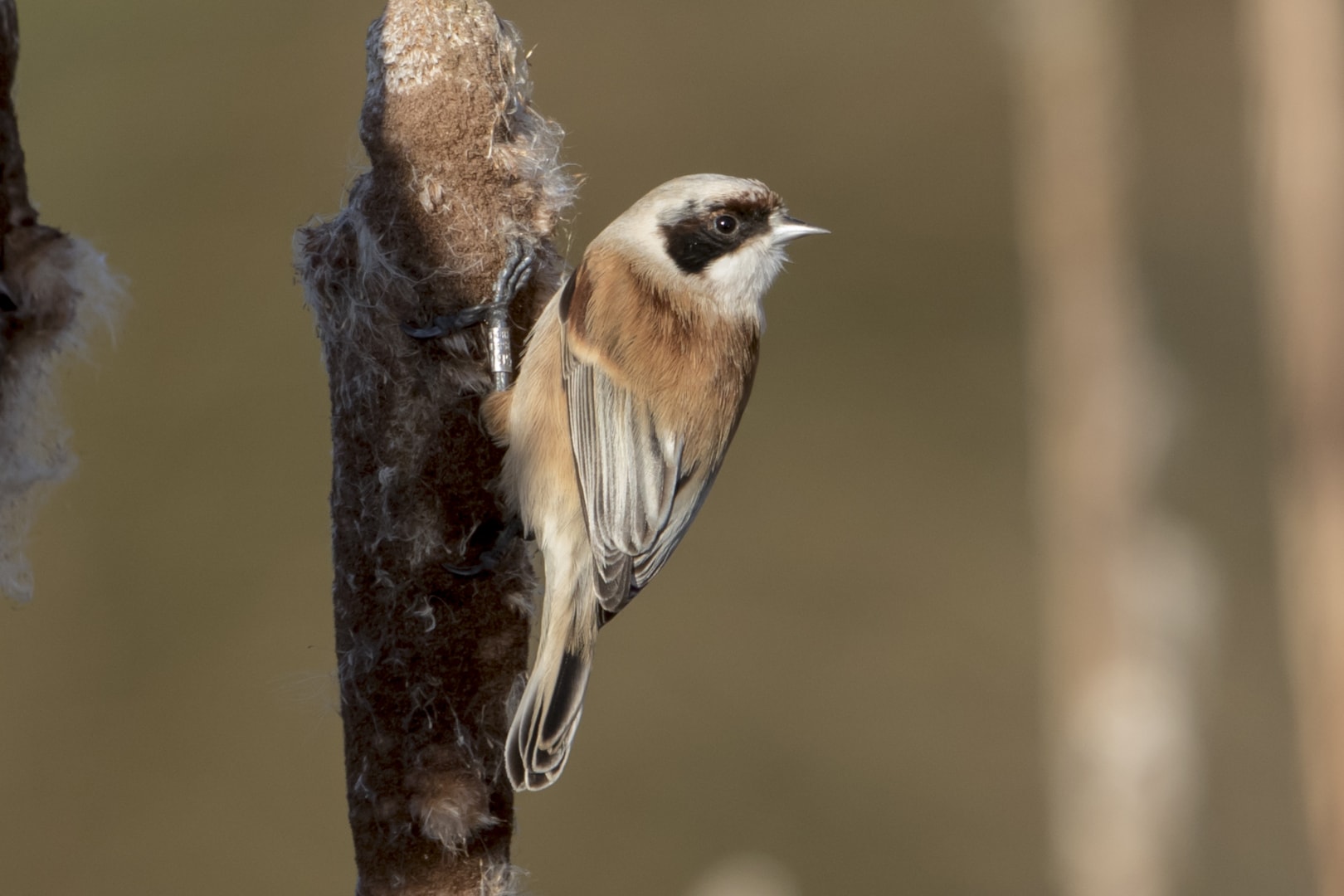 Eurasian Penduline Tit by Steve Birt - BirdGuides