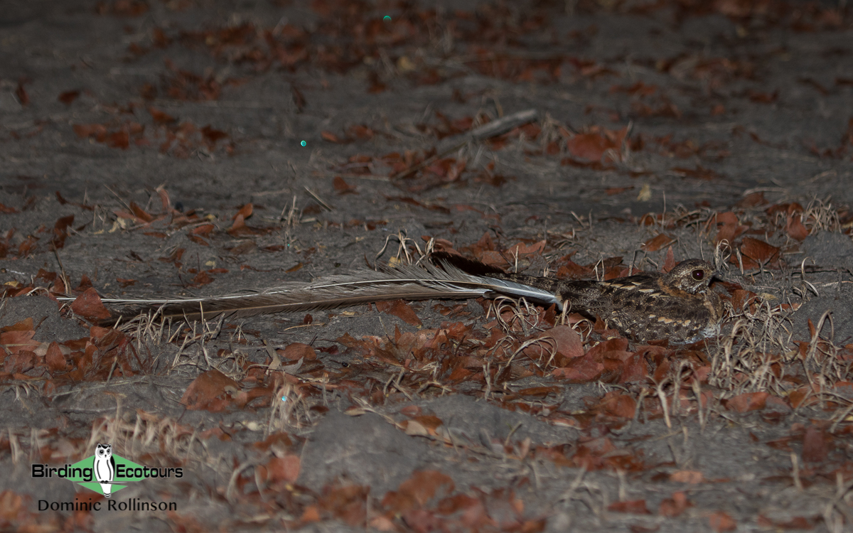 Details : Pennant-winged Nightjar - BirdGuides