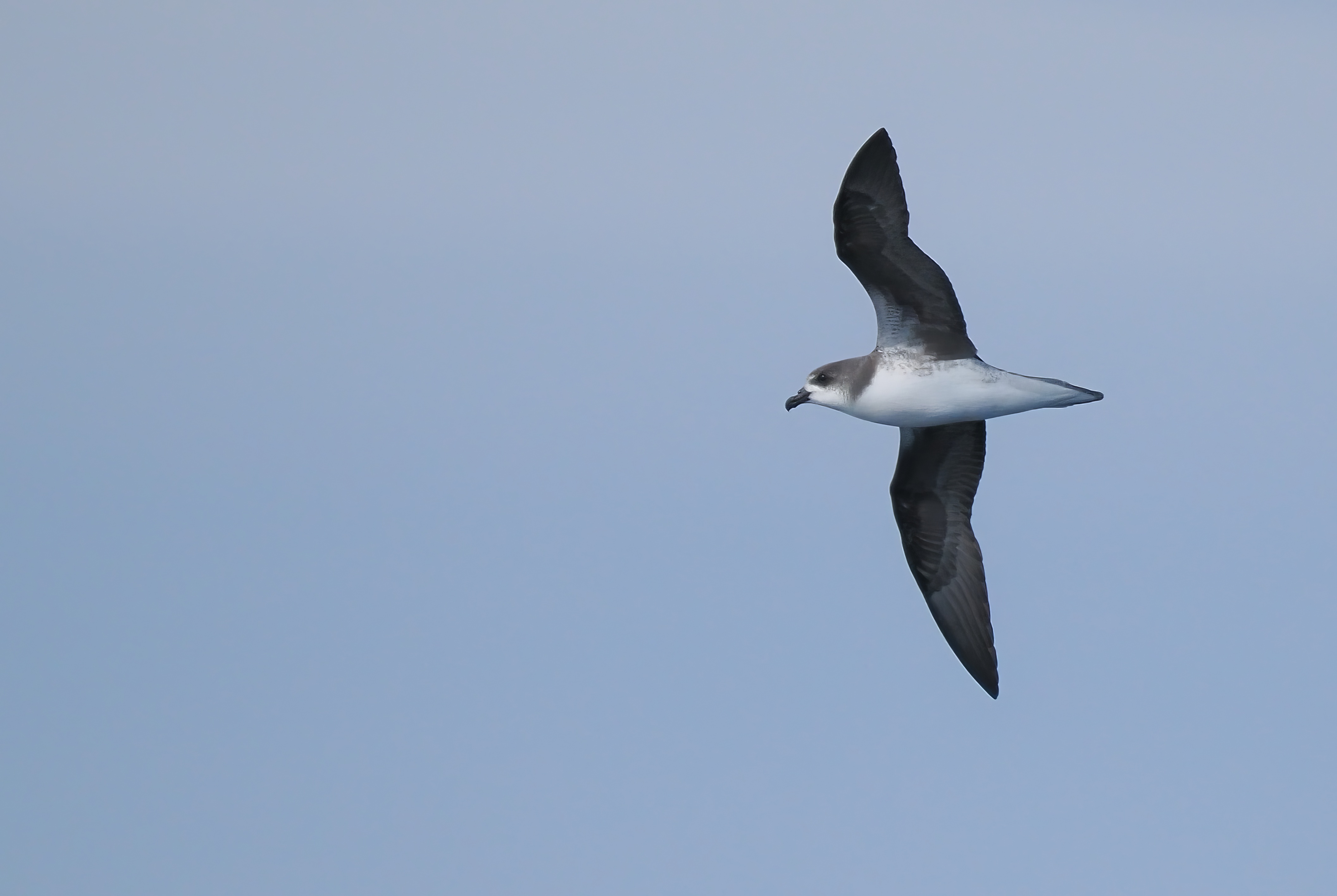 Fea's-type petrel by Silas Olofson - BirdGuides