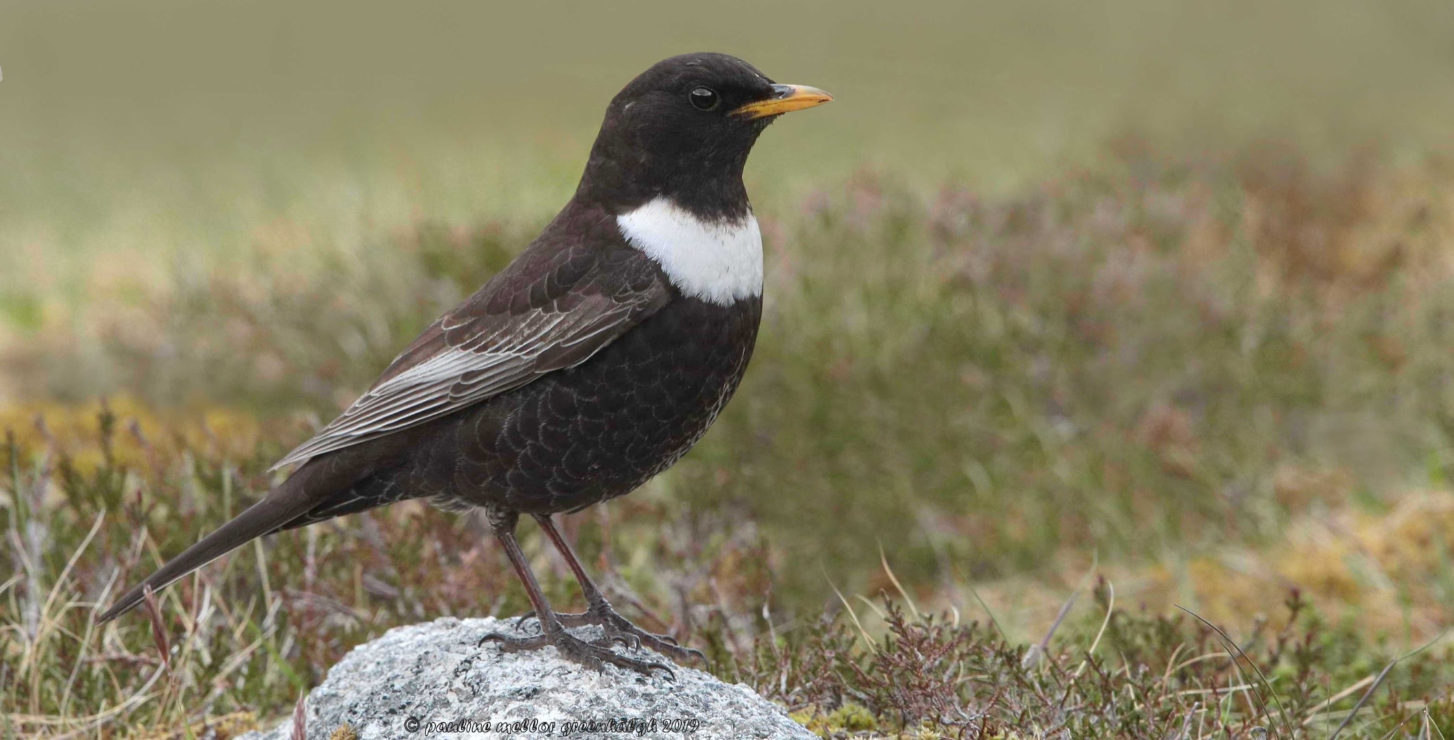 Ring Ouzel by Pauline Greenhalgh - BirdGuides