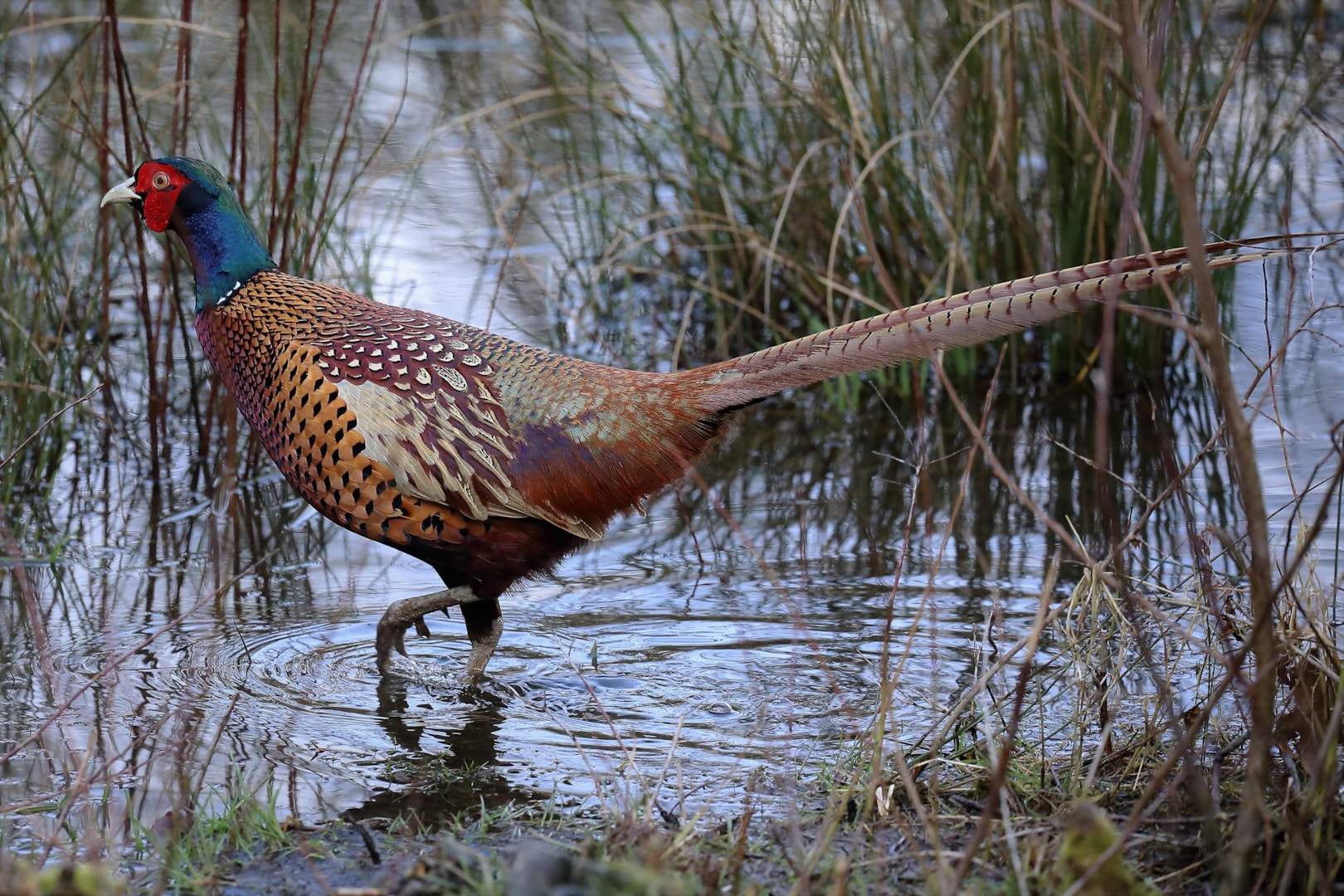 Common Pheasant by PETER MILES - BirdGuides