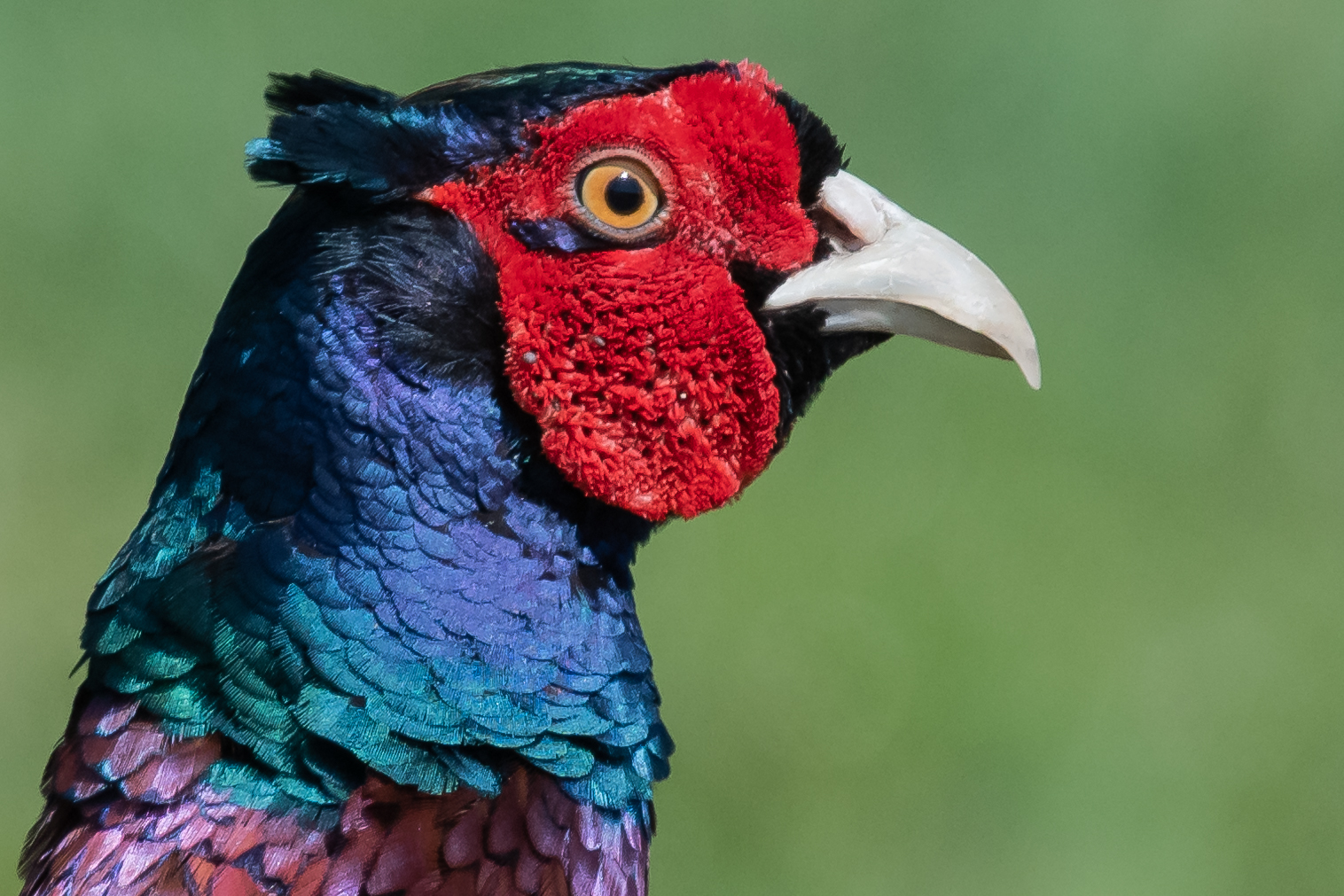 Pheasant releases associated with predator increases - BirdGuides