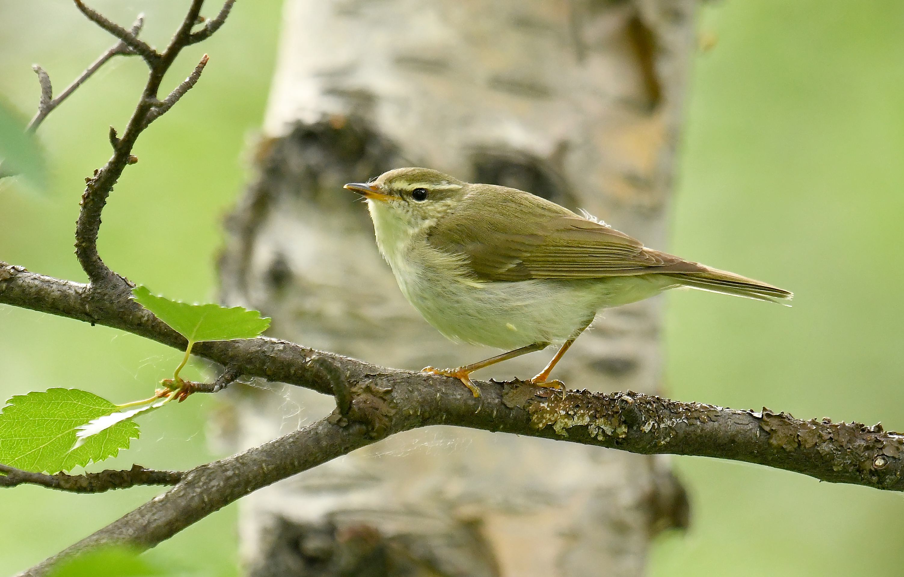 Details : Kamchatka Leaf Warbler - BirdGuides
