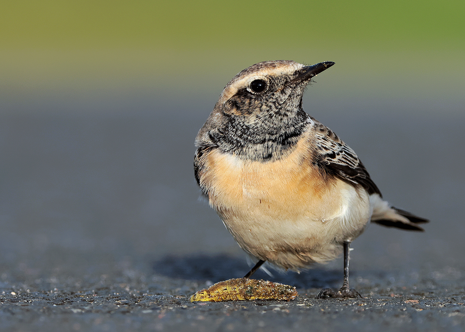 Pied Wheatear by Darren Chapman - BirdGuides