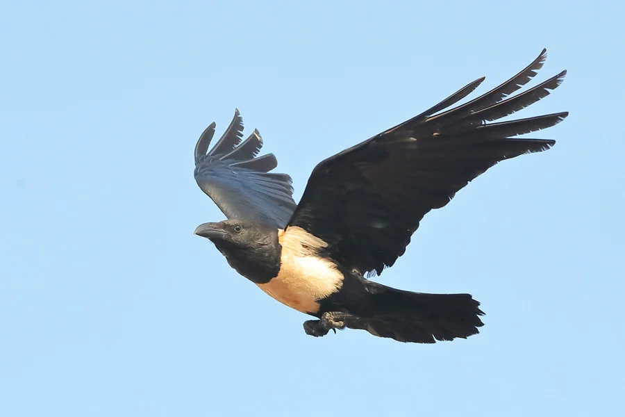 Details : Pied Crow - BirdGuides