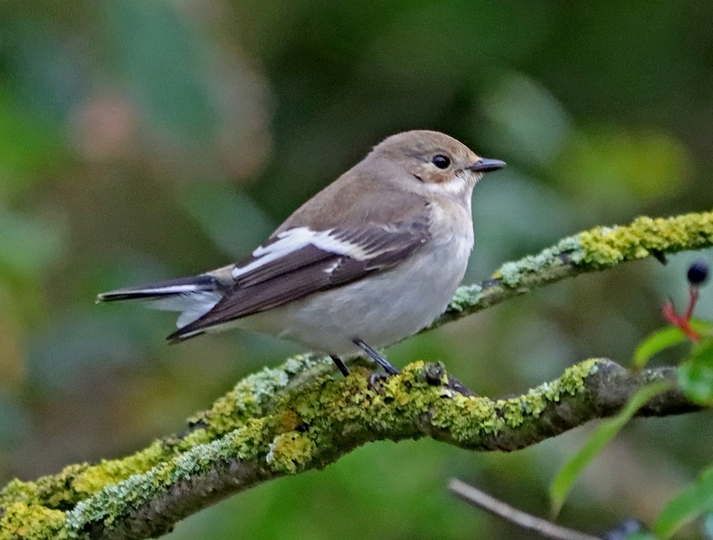 Pied Flycatcher by John Derick Elvidge - BirdGuides