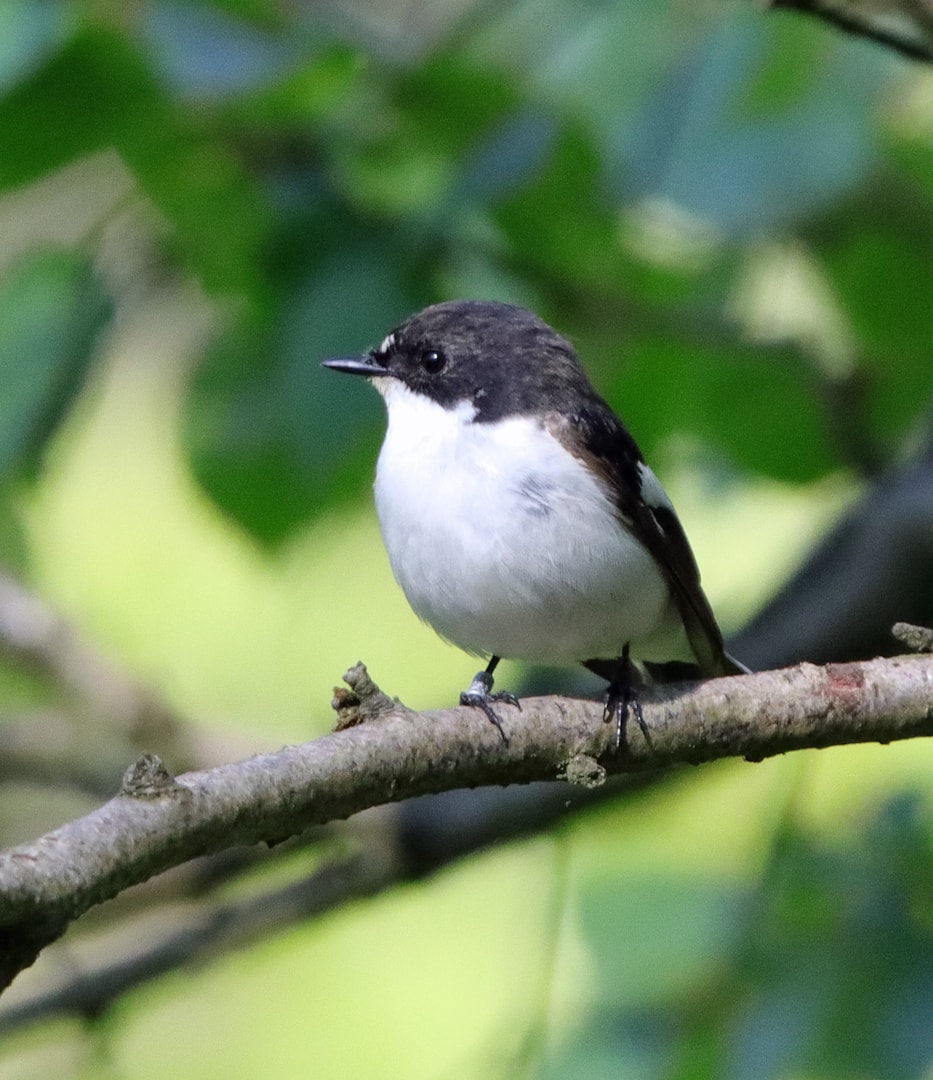 Pied Flycatcher by John Derick Elvidge - BirdGuides