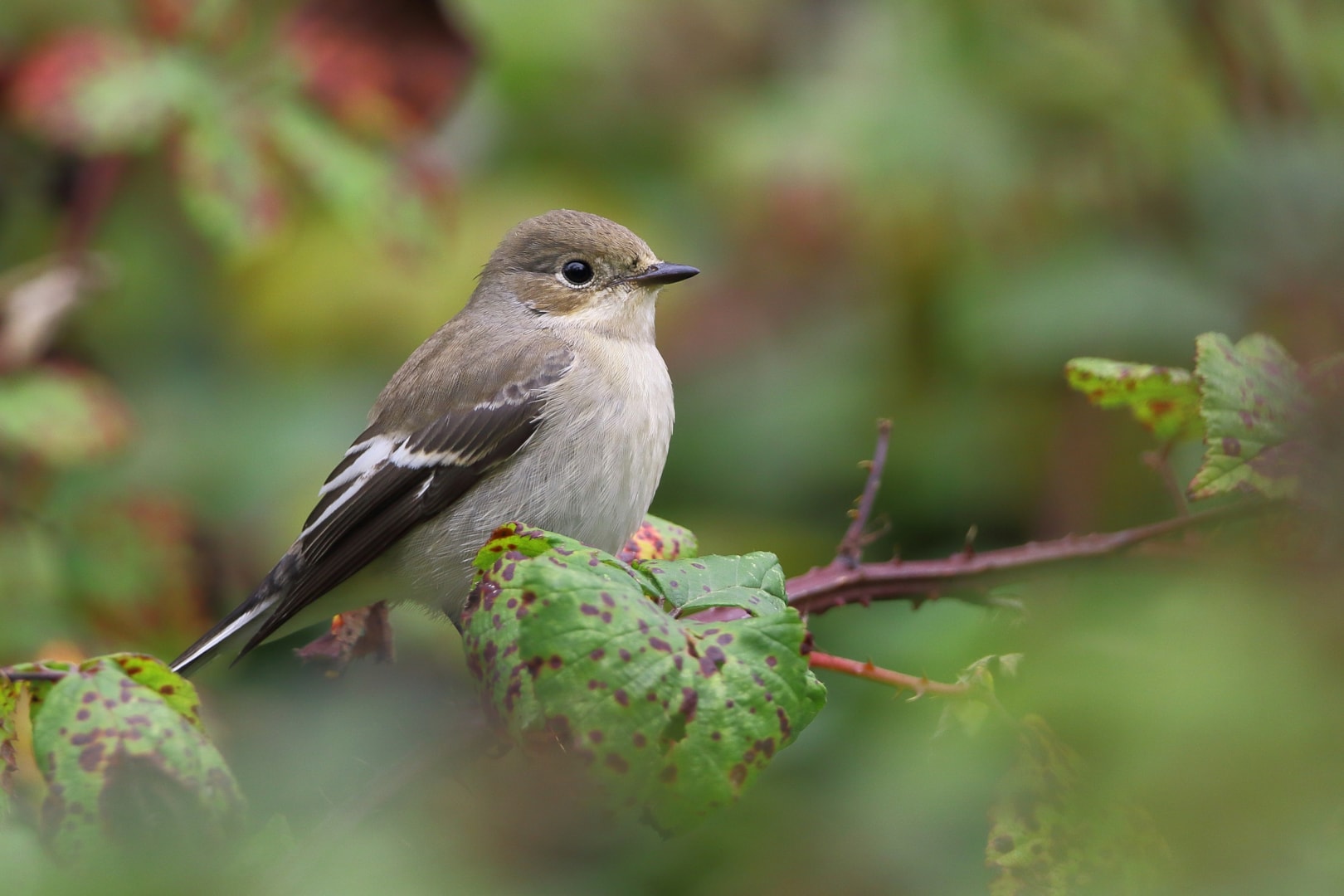 Pied Flycatcher by Sam Northwood - BirdGuides