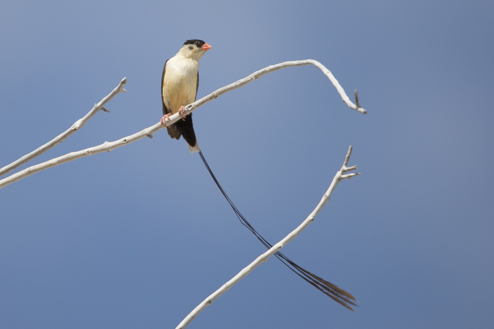 Pin-tailed Whydah by Matthew Trevillion - BirdGuides