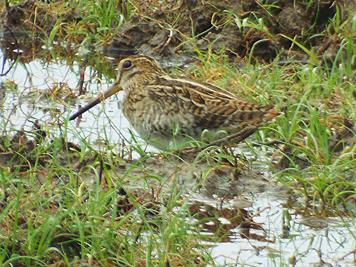 Details : Pin-tailed Snipe - BirdGuides