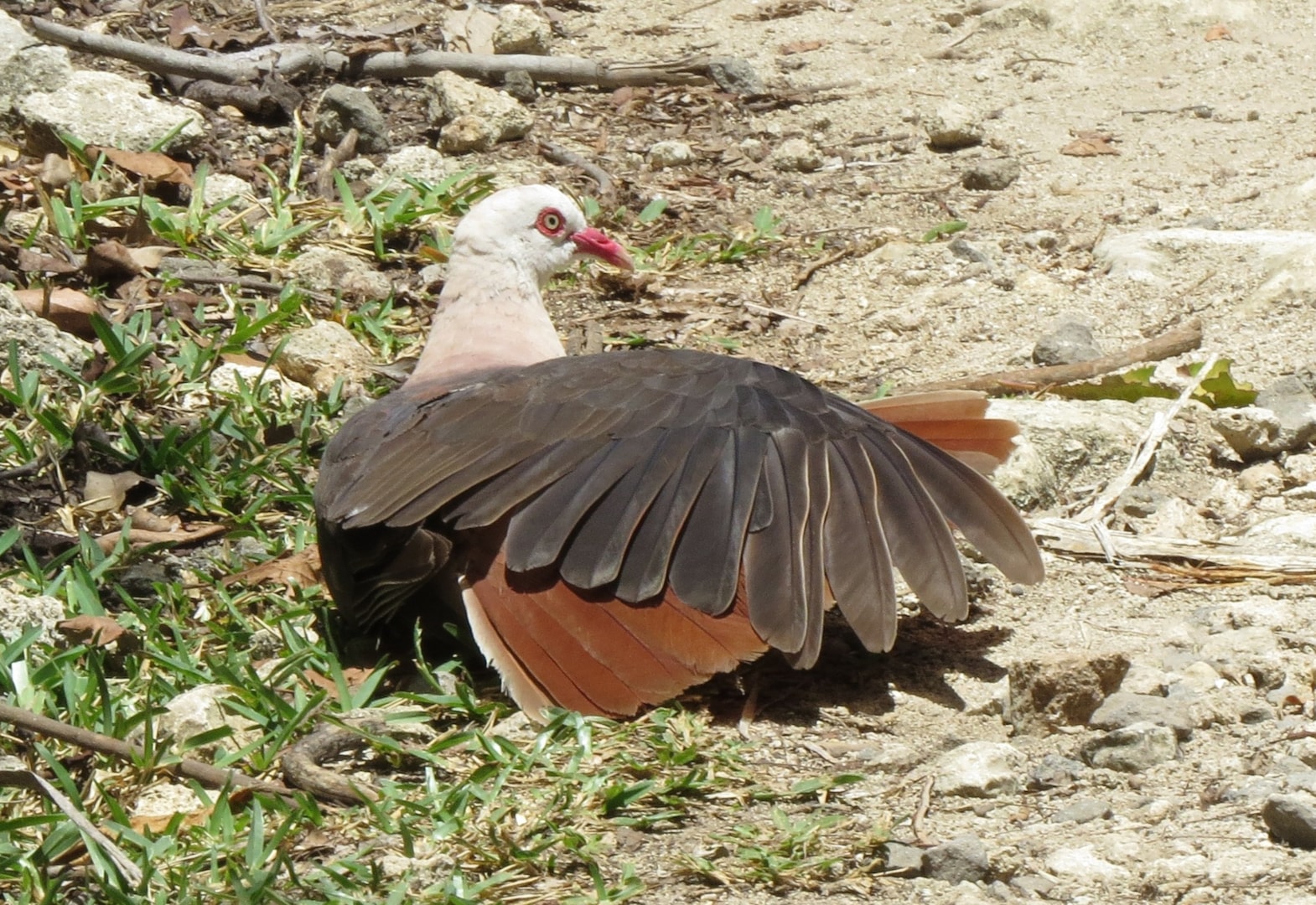 Pink Pigeon by Michael Southall - BirdGuides