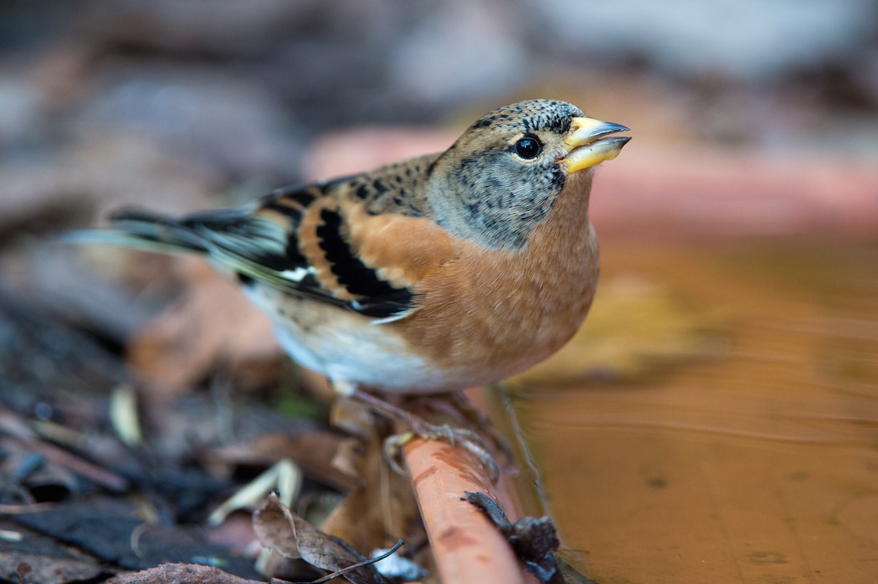 Brambling by Marc FASOL - BirdGuides