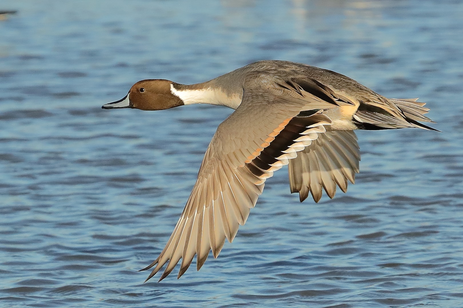 Northern Pintail by Mike Trew - BirdGuides