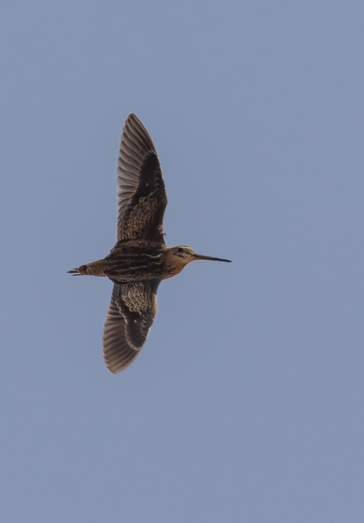 Pin-tailed Snipe by Paul Reed - BirdGuides