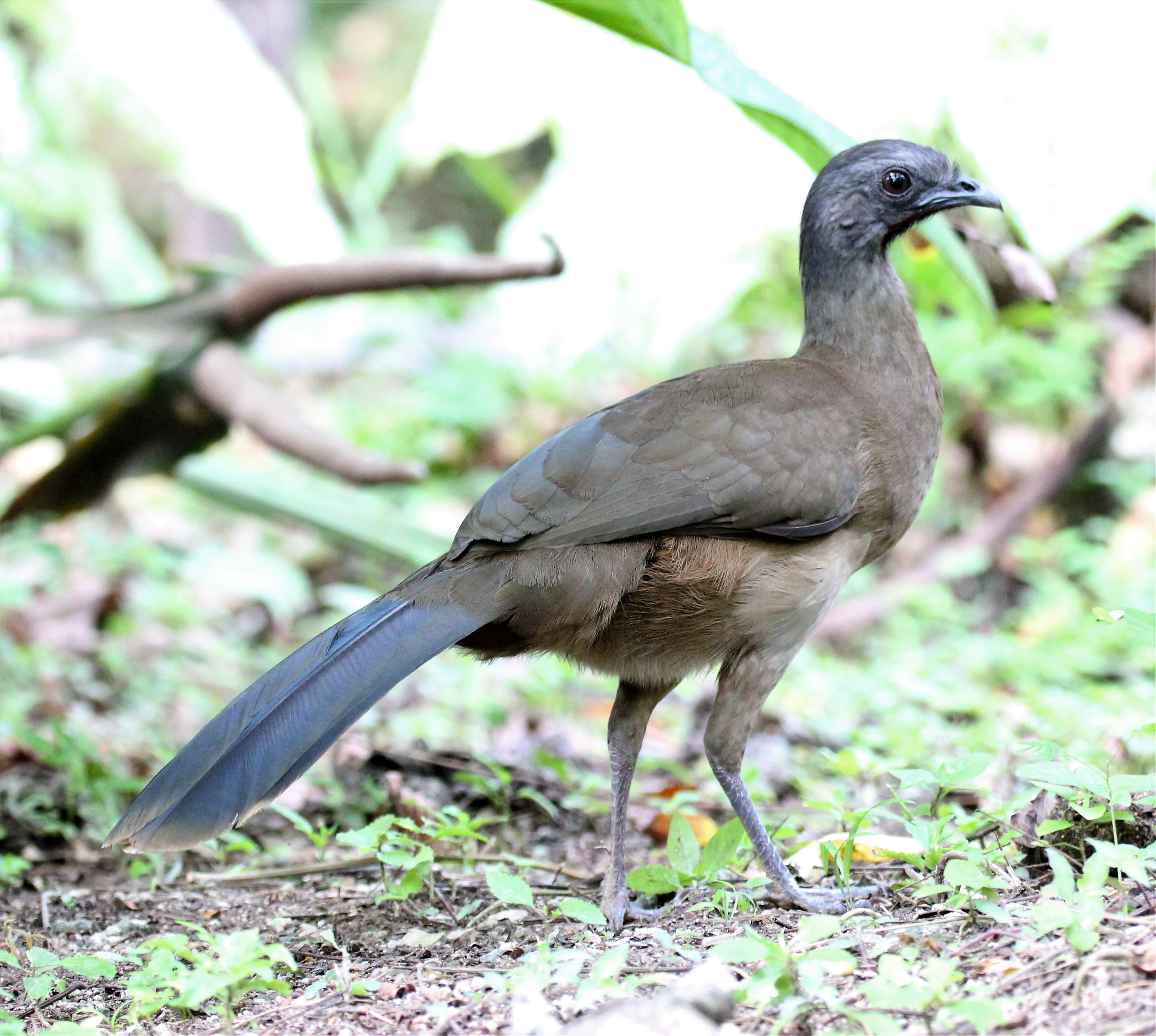 Details : Plain Chachalaca - BirdGuides