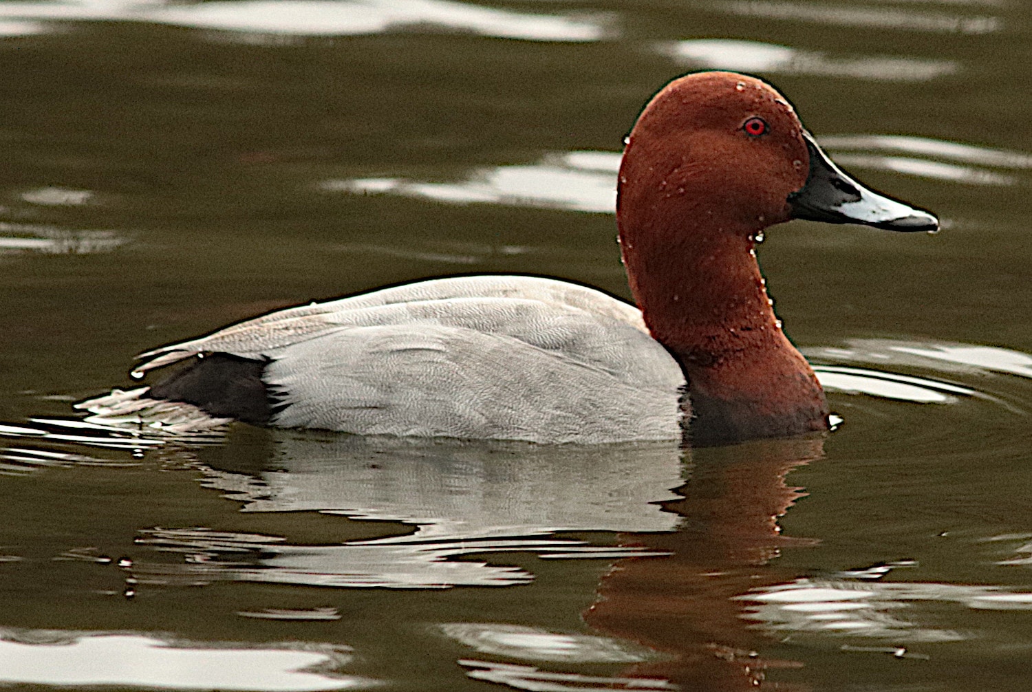 Common Pochard by David A Johnston - BirdGuides