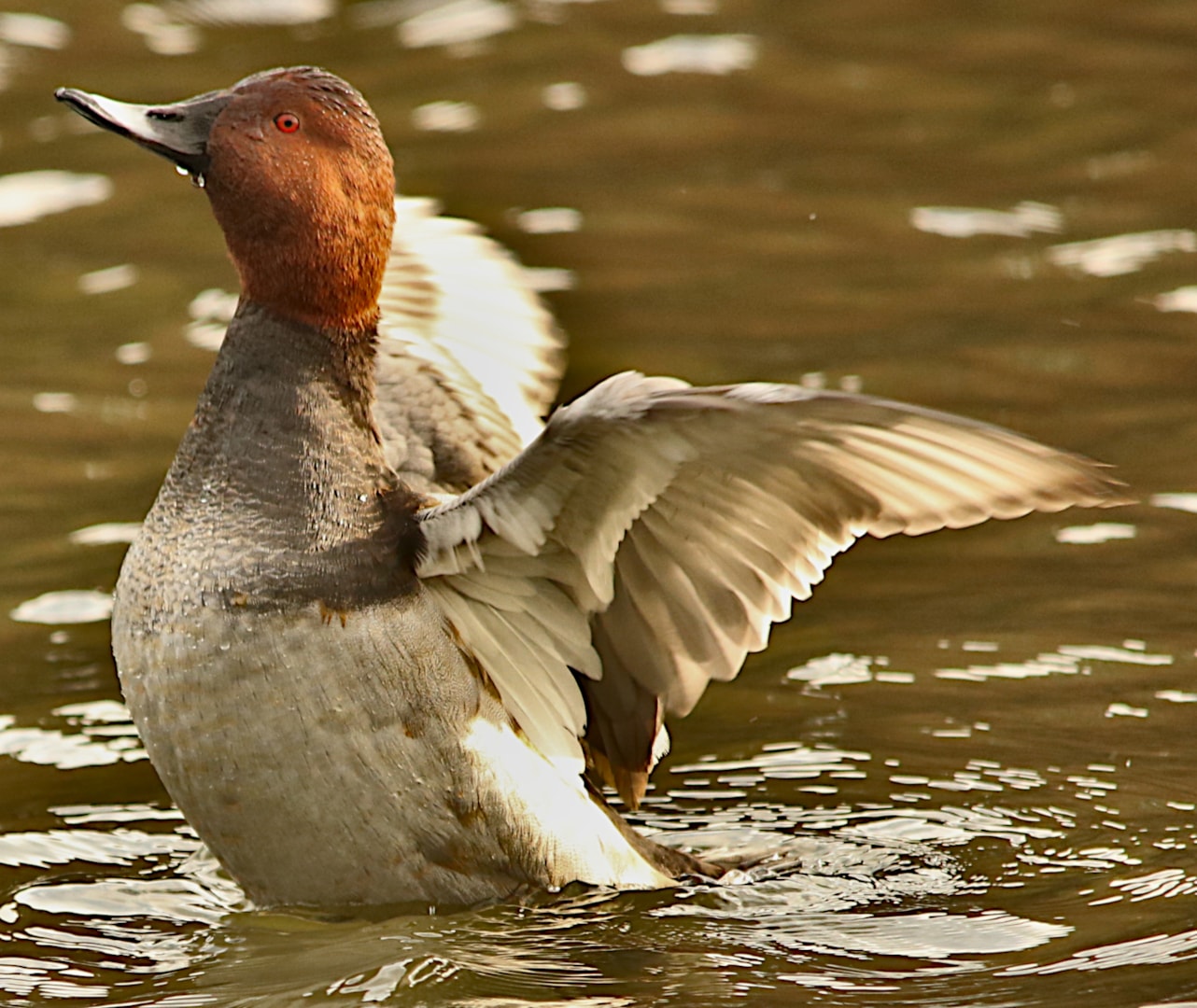 Common Pochard by David A Johnston - BirdGuides