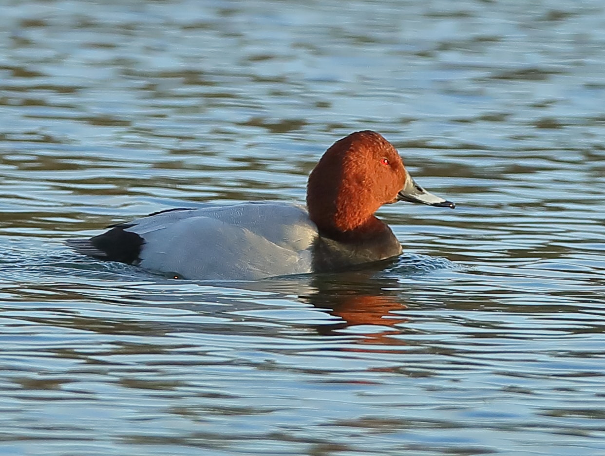 Common Pochard by Mike Trew - BirdGuides