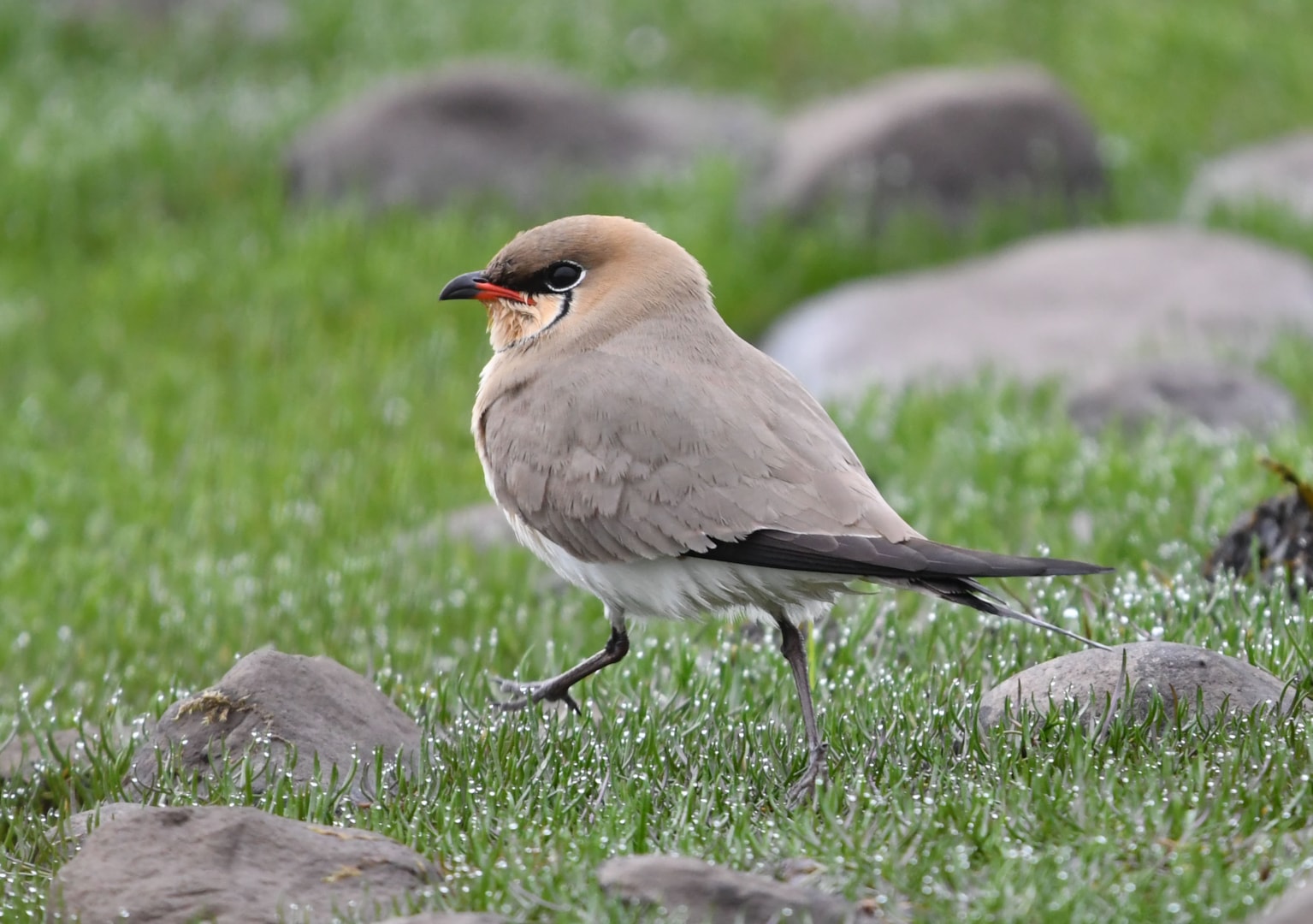 Collared Pratincole by Richard Mills - BirdGuides