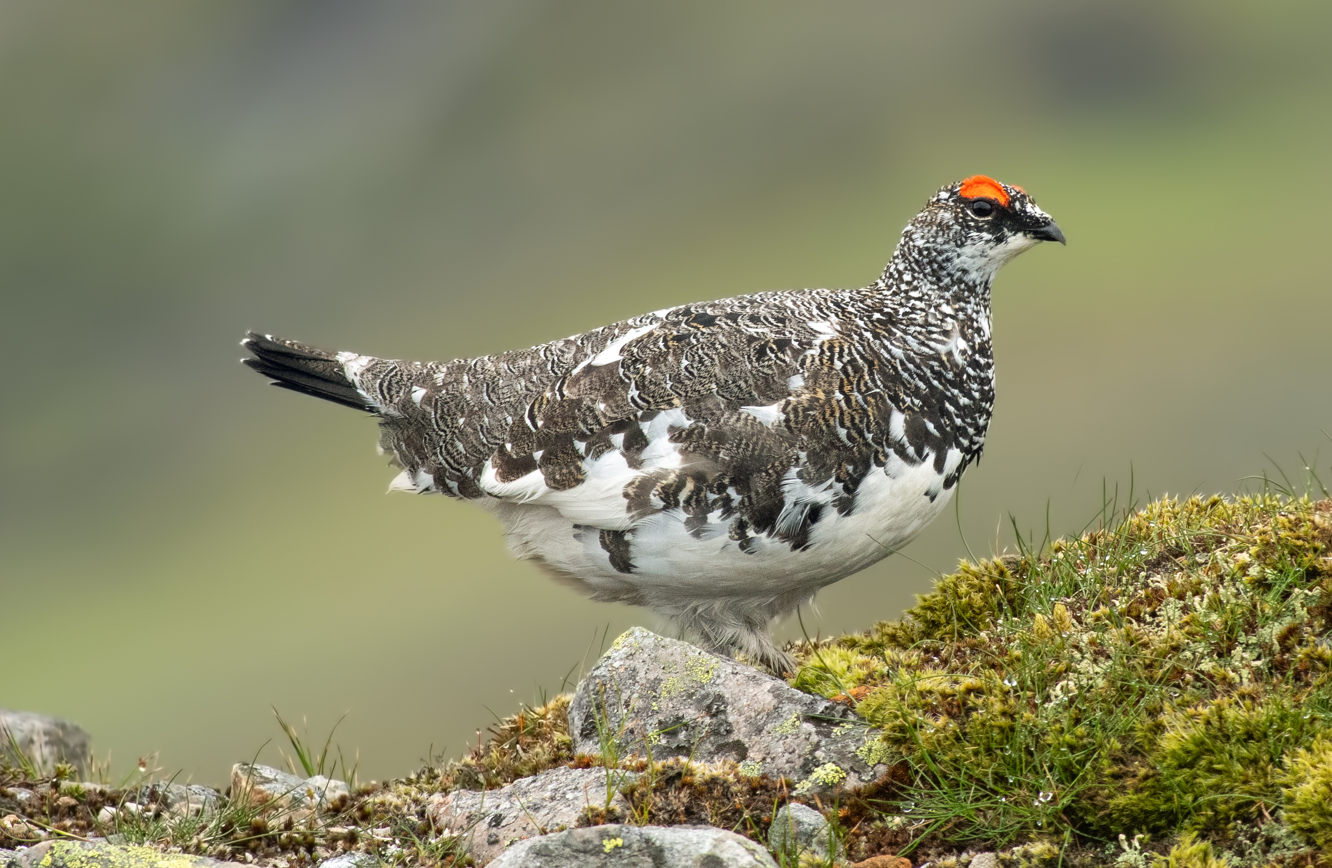 Ptarmigan by Jack Bucknall - BirdGuides