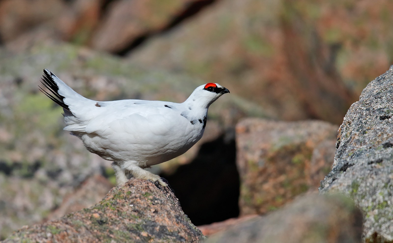 Ptarmigan by Tony Davison - BirdGuides