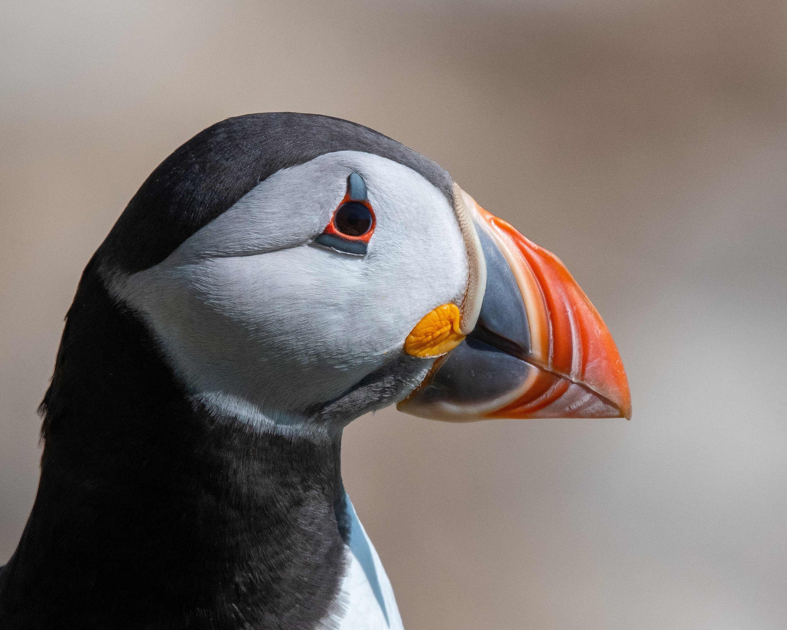 Plans for predator-proof Puffin fence on Jersey - BirdGuides