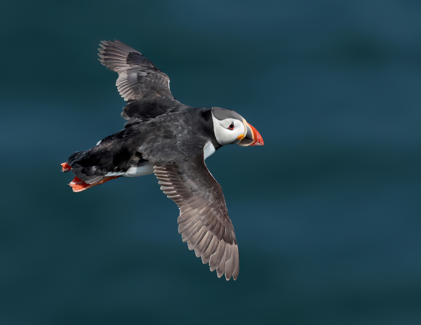 Puffin by Darren Chapman - BirdGuides