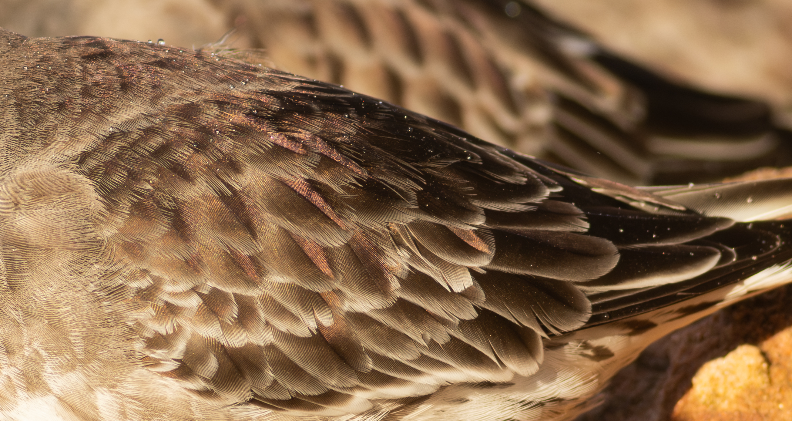 Purple Sandpiper by Pierre Montieth - BirdGuides