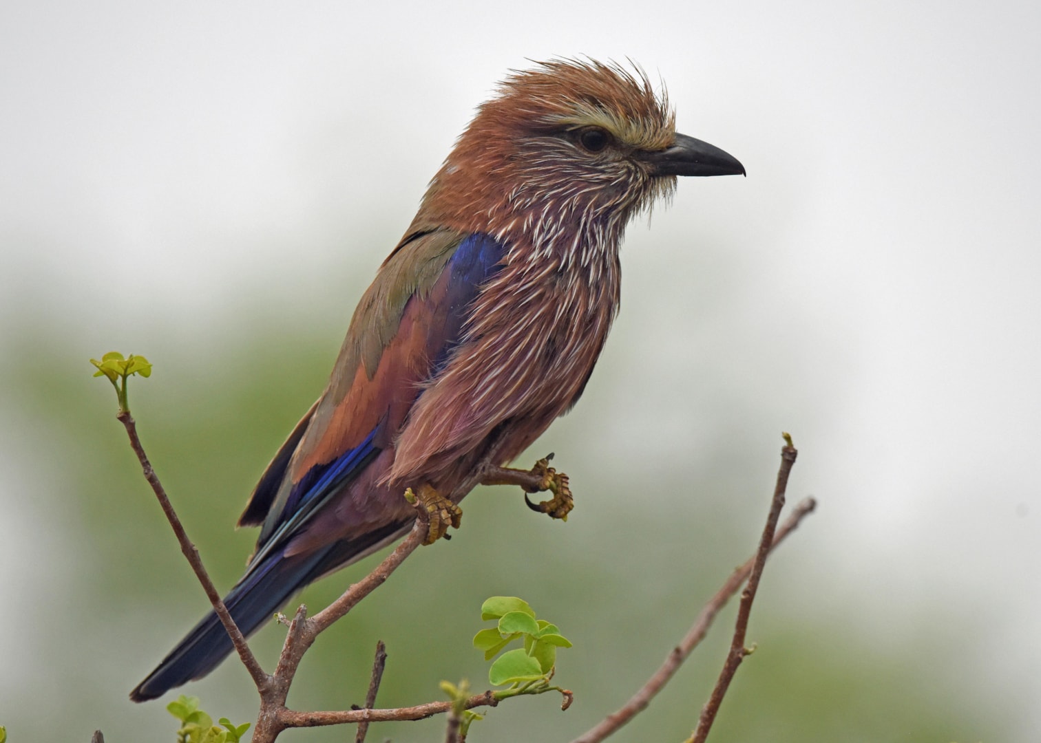 Purple Roller by Tony Hovell - BirdGuides