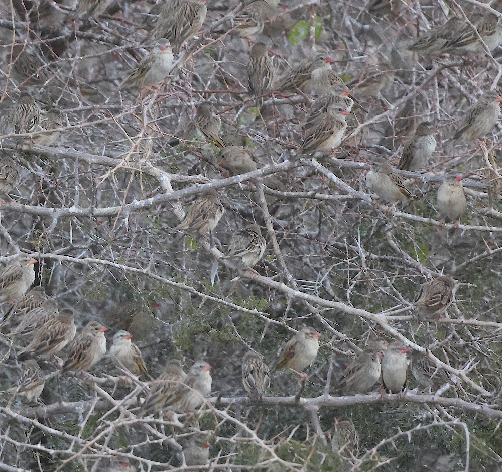 Tanzania culls millions of Red-billed Quelea - BirdGuides