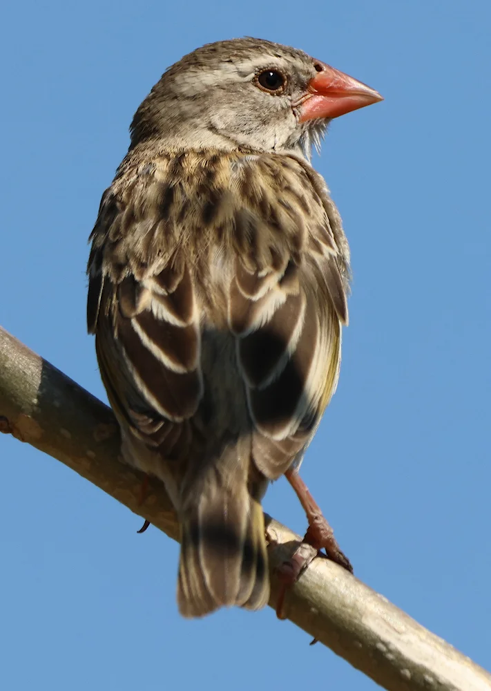 Details : Red-billed Quelea - BirdGuides