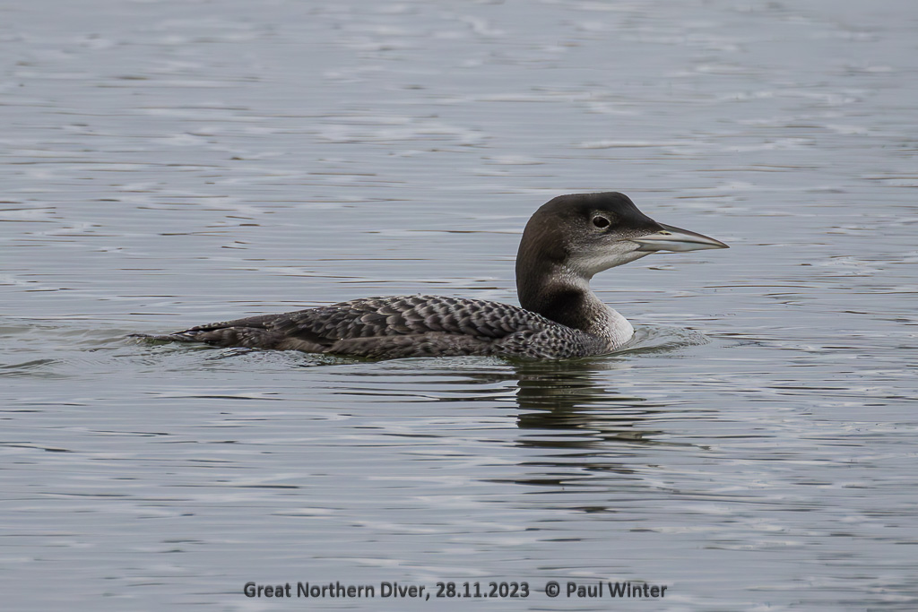 Great Northern Diver by Paul Winter - BirdGuides