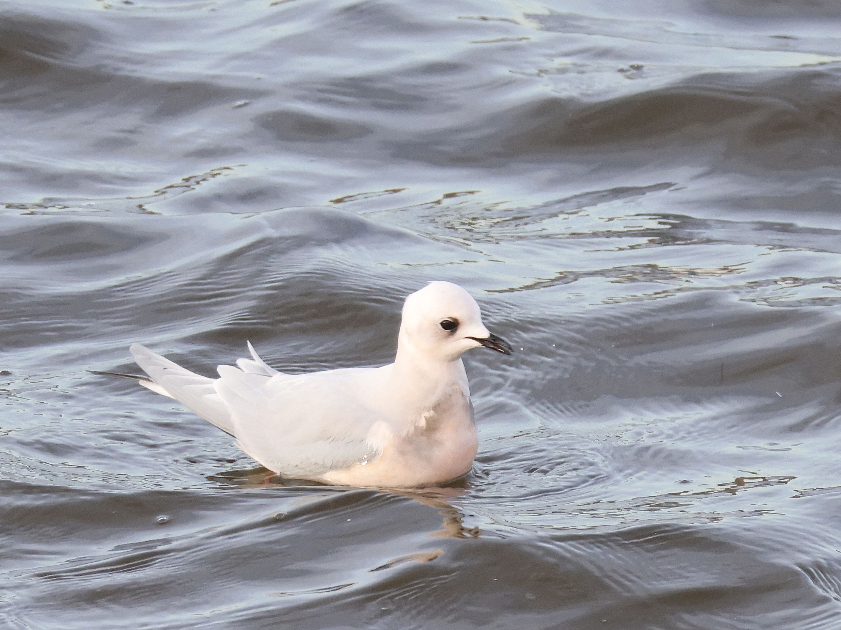 Ross's Gull by Steve Chinnery - BirdGuides