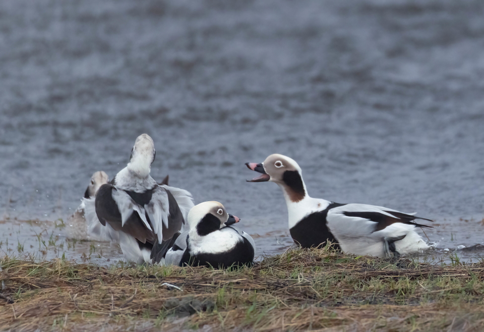 Long-tailed Duck by Robbie Brookes - BirdGuides