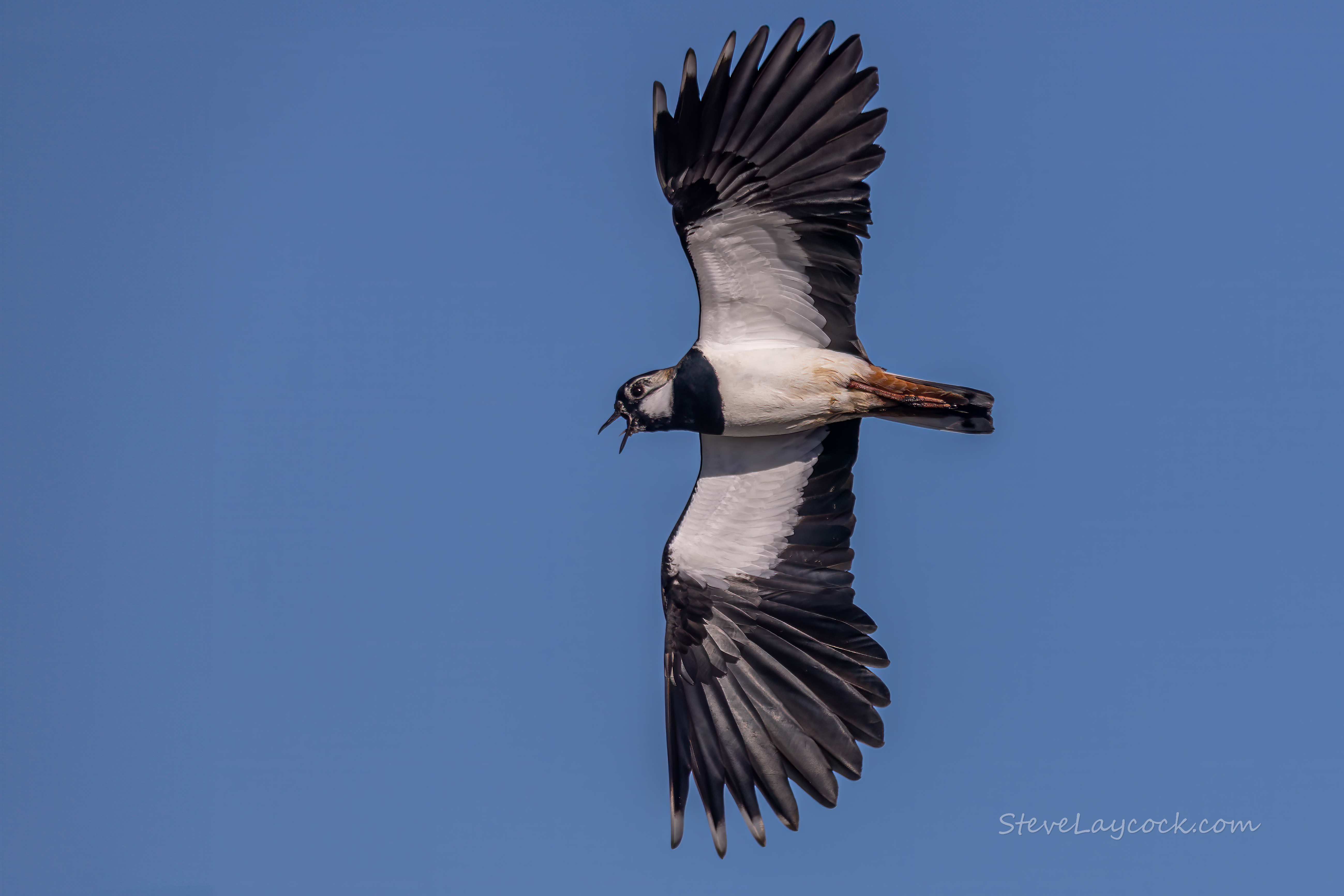 Northern Lapwing by Steve Laycock - BirdGuides