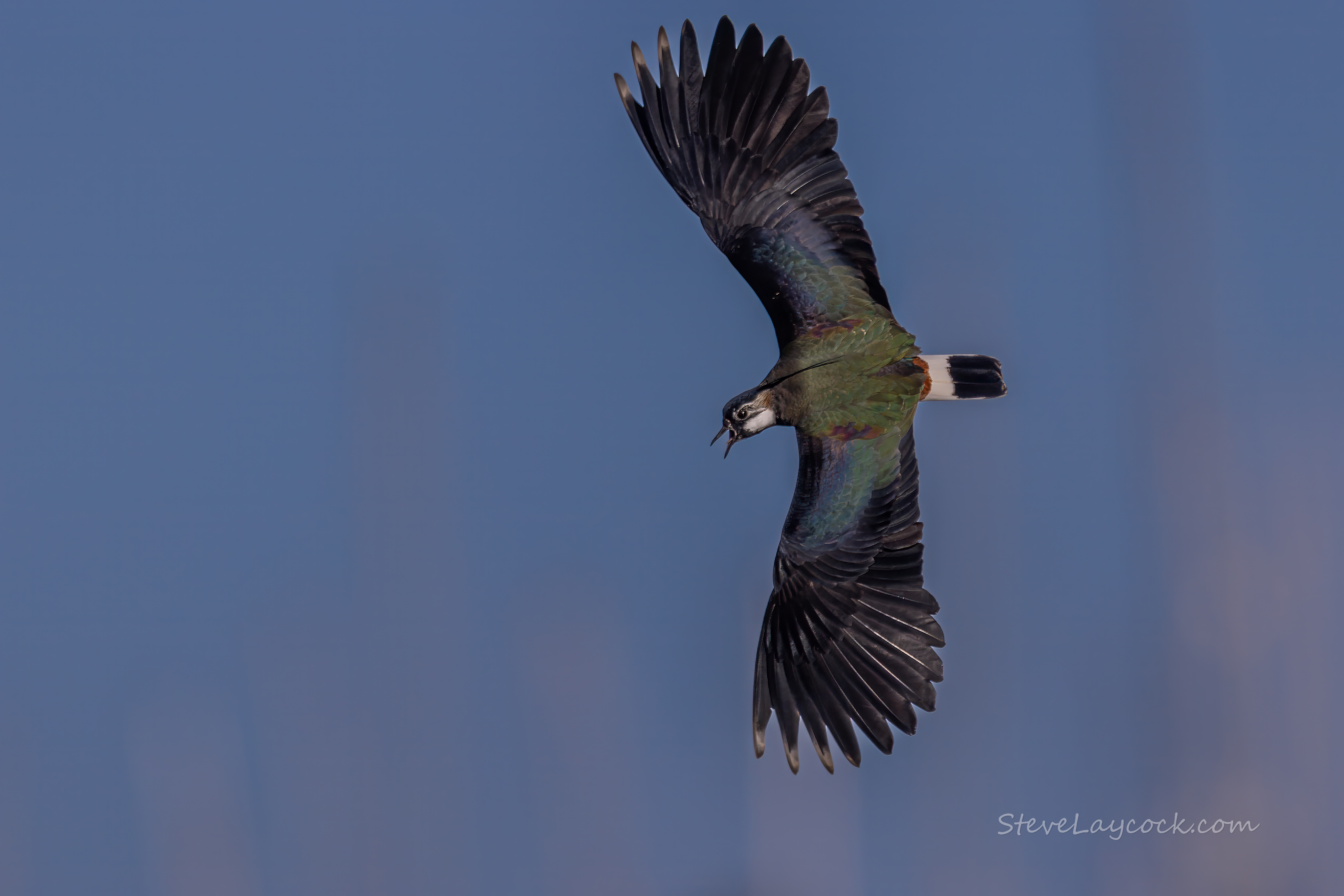 Northern Lapwing by Steve Laycock - BirdGuides