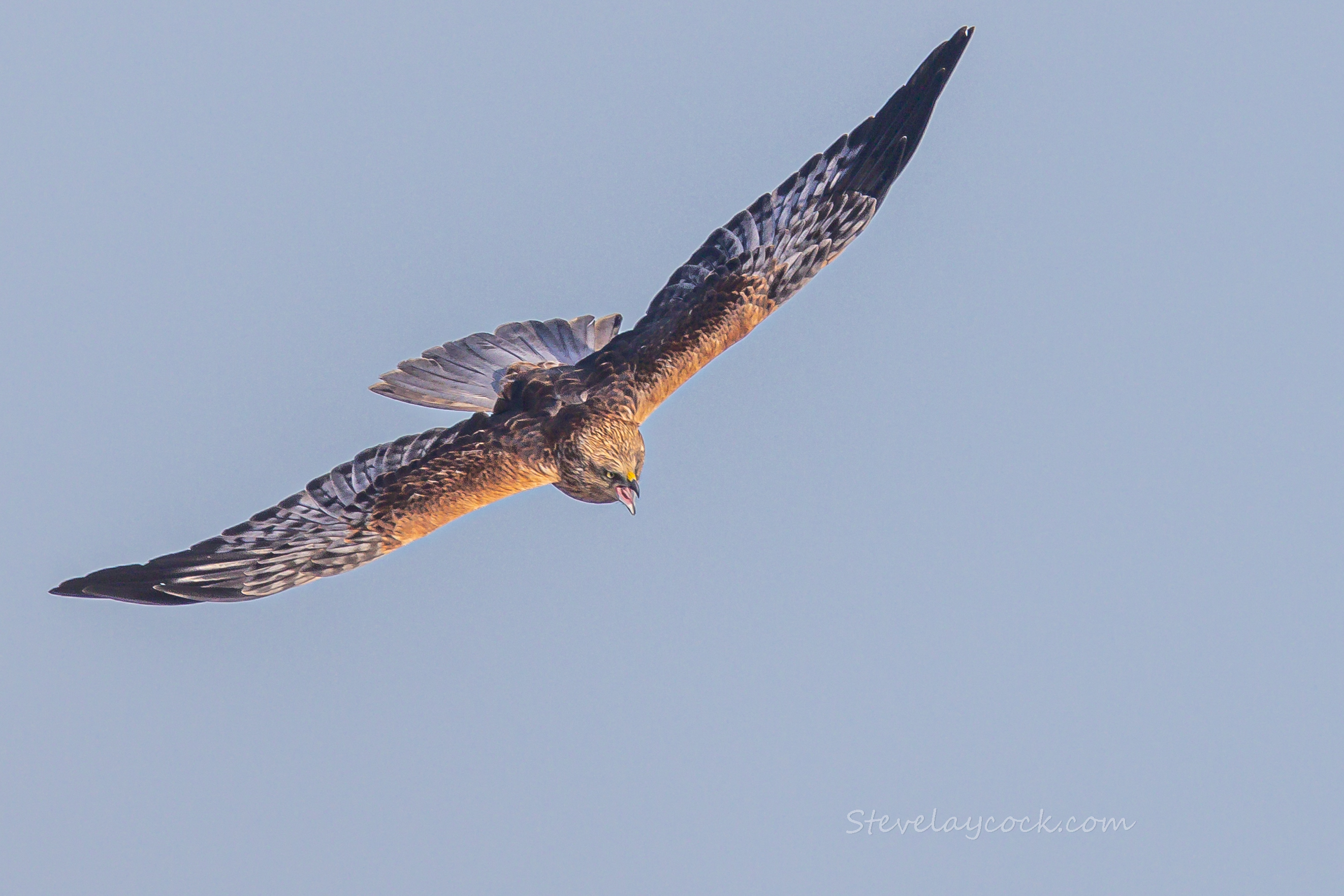 Western Marsh Harrier by Stephen Laycock - BirdGuides