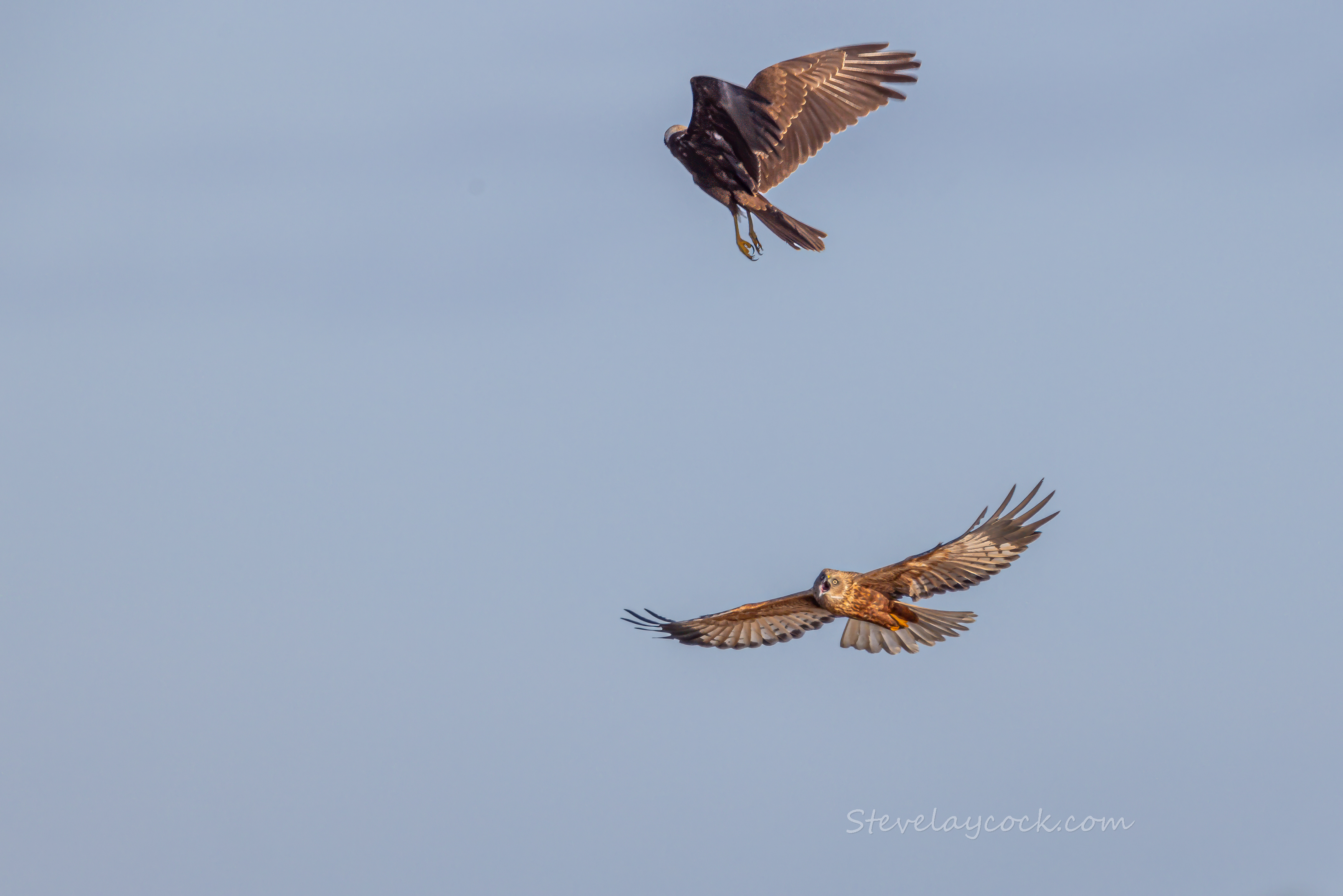 Western Marsh Harrier by Stephen Laycock - BirdGuides