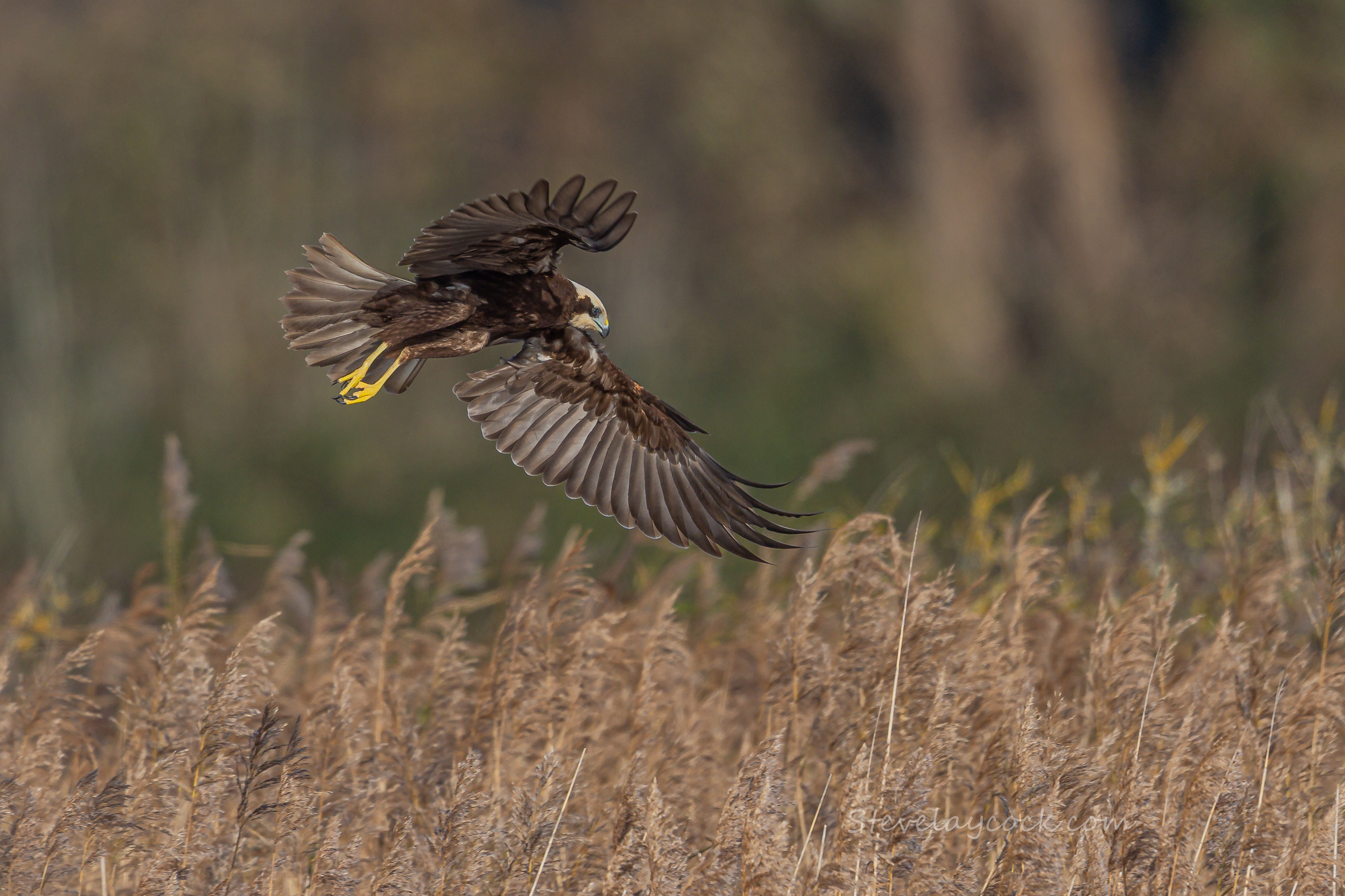Western Marsh Harrier by Stephen Laycock - BirdGuides