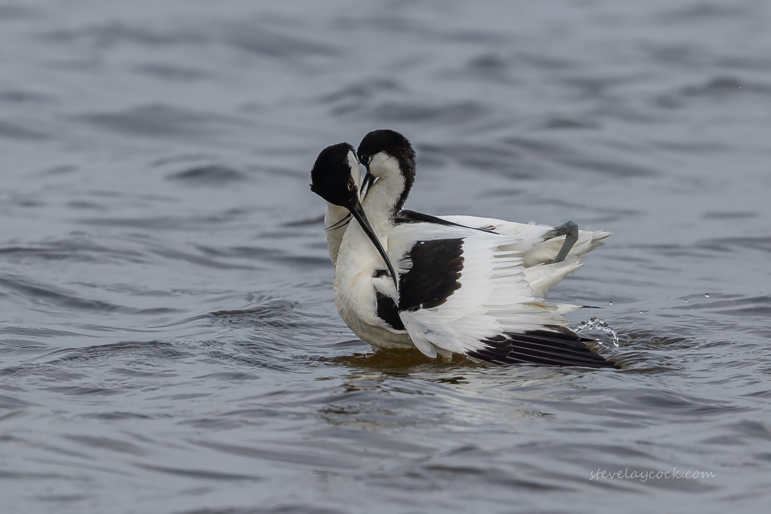Avocet by Steve Laycock - BirdGuides