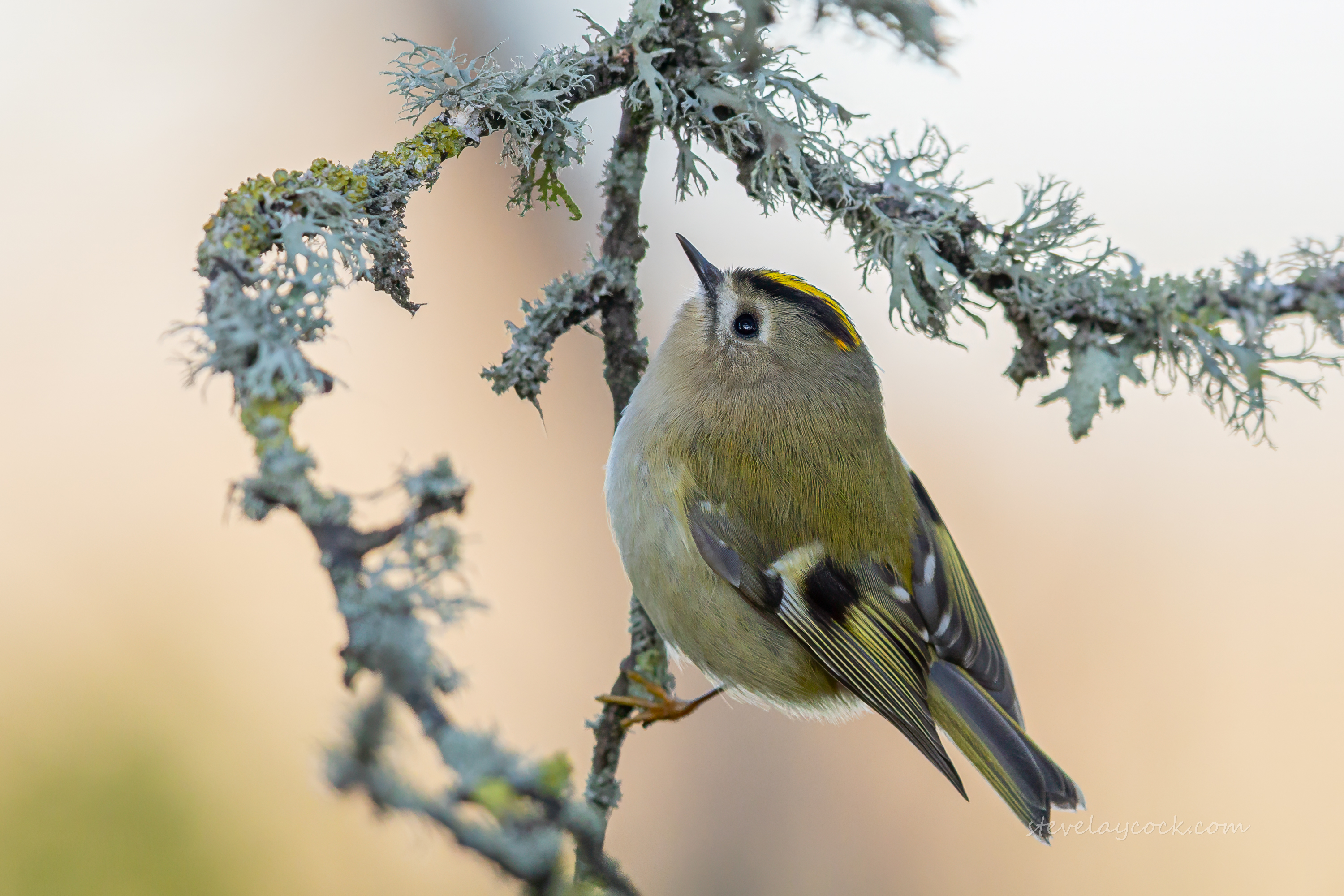 Goldcrest by Steve Laycock - BirdGuides