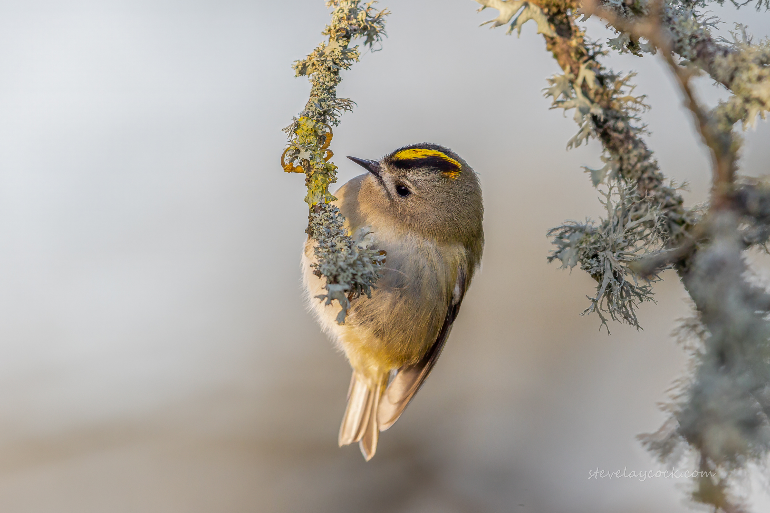 Goldcrest by Steve Laycock - BirdGuides