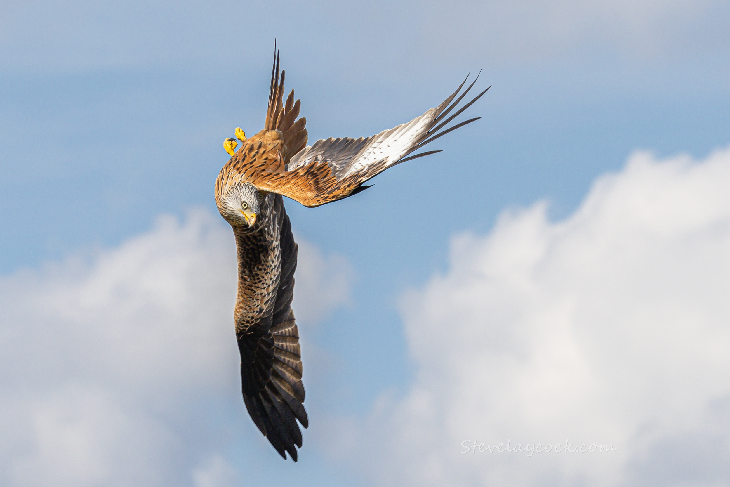 Police seek man following Scottish Red Kite death - BirdGuides