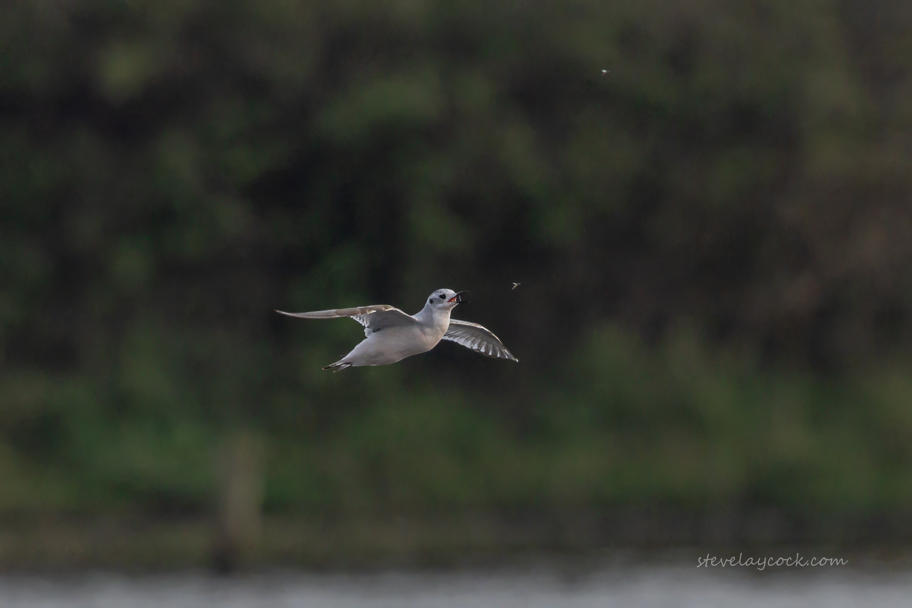 Little Gull by Steve Laycock - BirdGuides