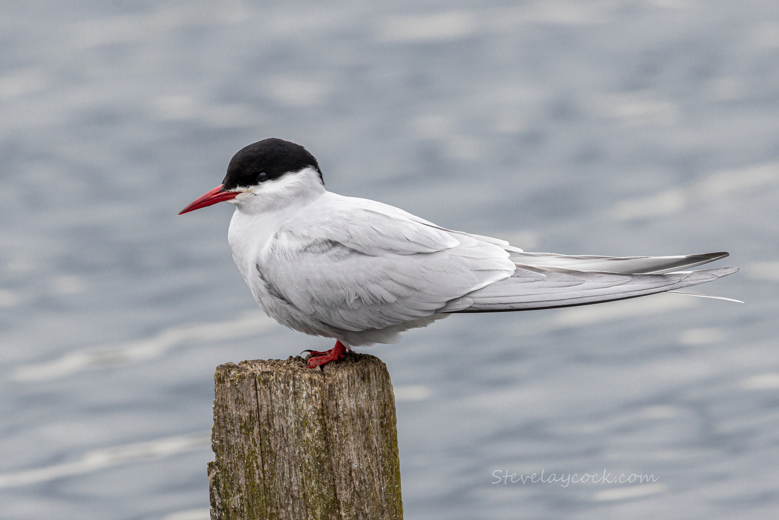 Arctic Tern by Steve Laycock - BirdGuides