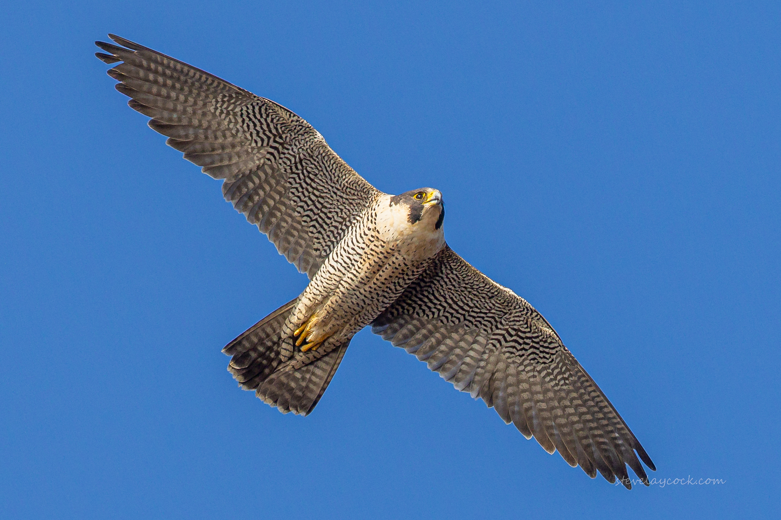 Peregrine Falcon by Steve Laycock - BirdGuides