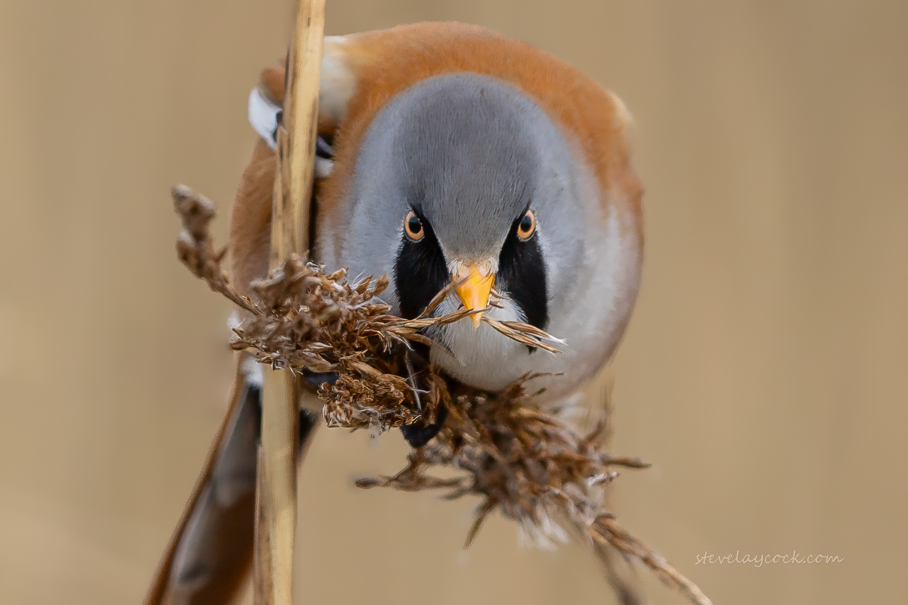 RSPB celebrates Bearded Tit boom - BirdGuides