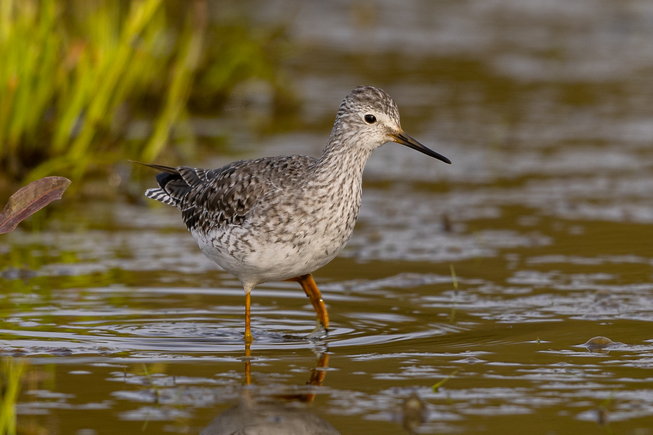Lesser Yellowlegs by Paul Ward - BirdGuides