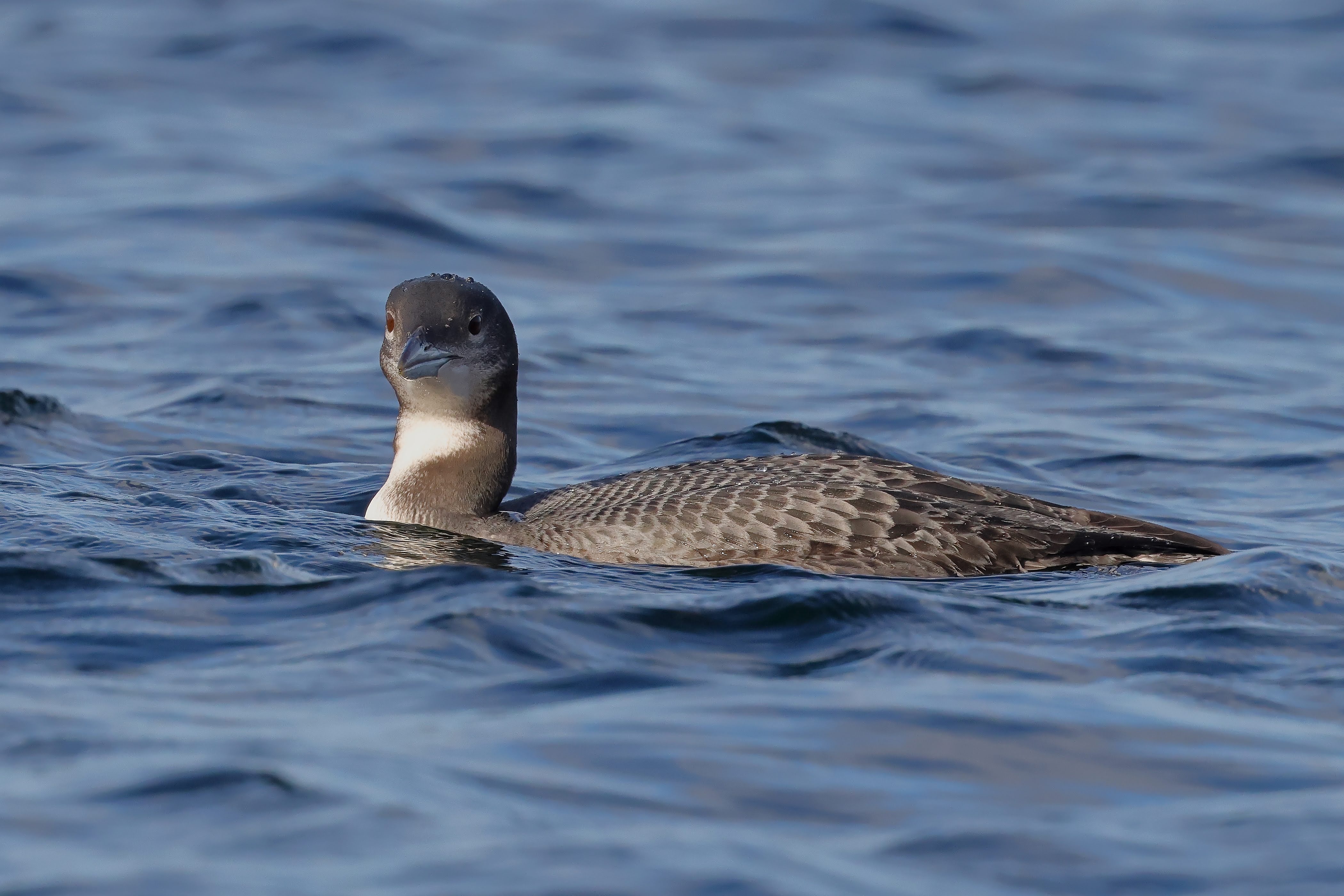 Great Northern Diver by Steve Daniels - BirdGuides