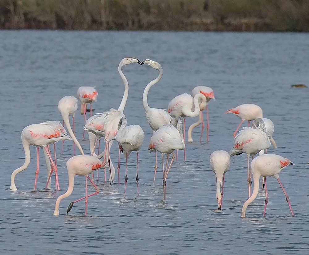 Record-breaking summer for Greater Flamingos in southern France ...